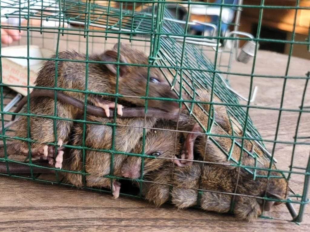 Garda Pest Control | Hasil Memuaskan!